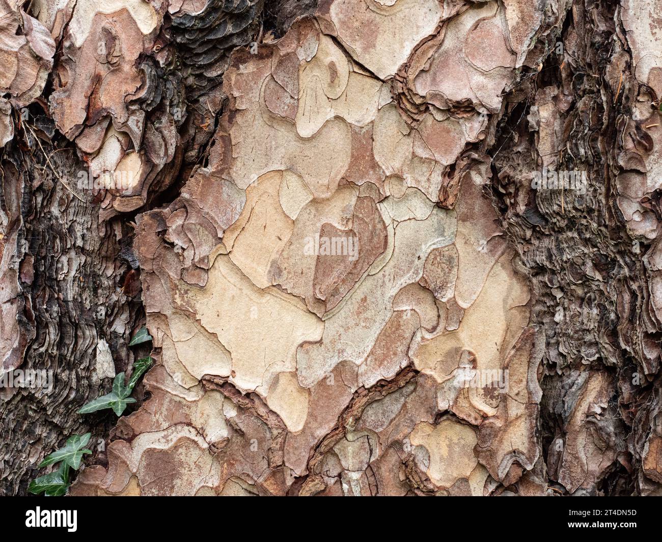 A close up of brown scale like bark Stock Photo - Alamy