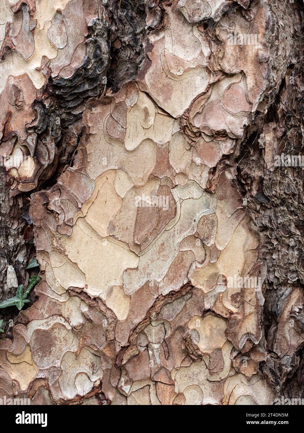A close up of brown scale like bark Stock Photo - Alamy