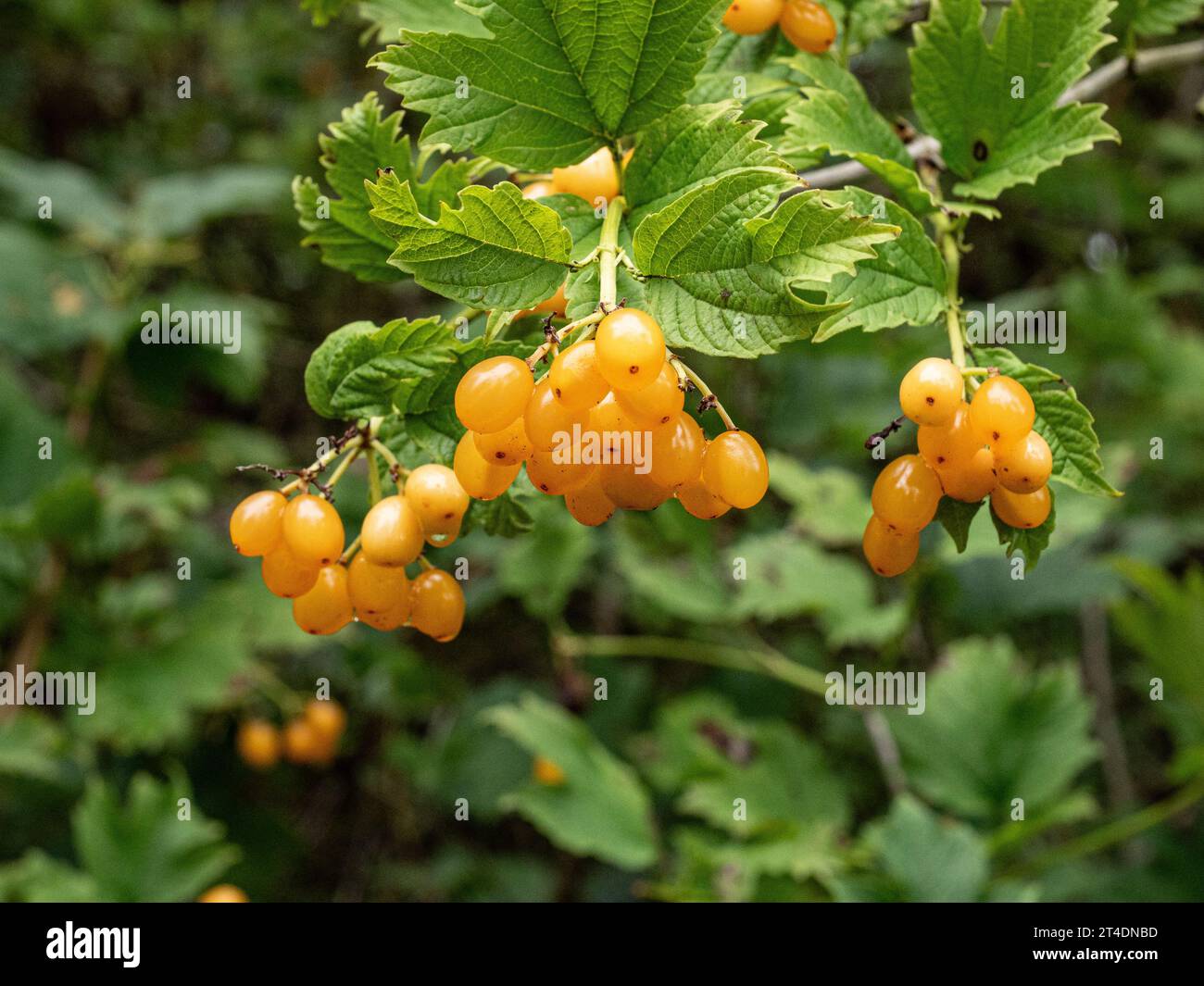 The bright yellow berries and deep green foliage of the guelder rose ...