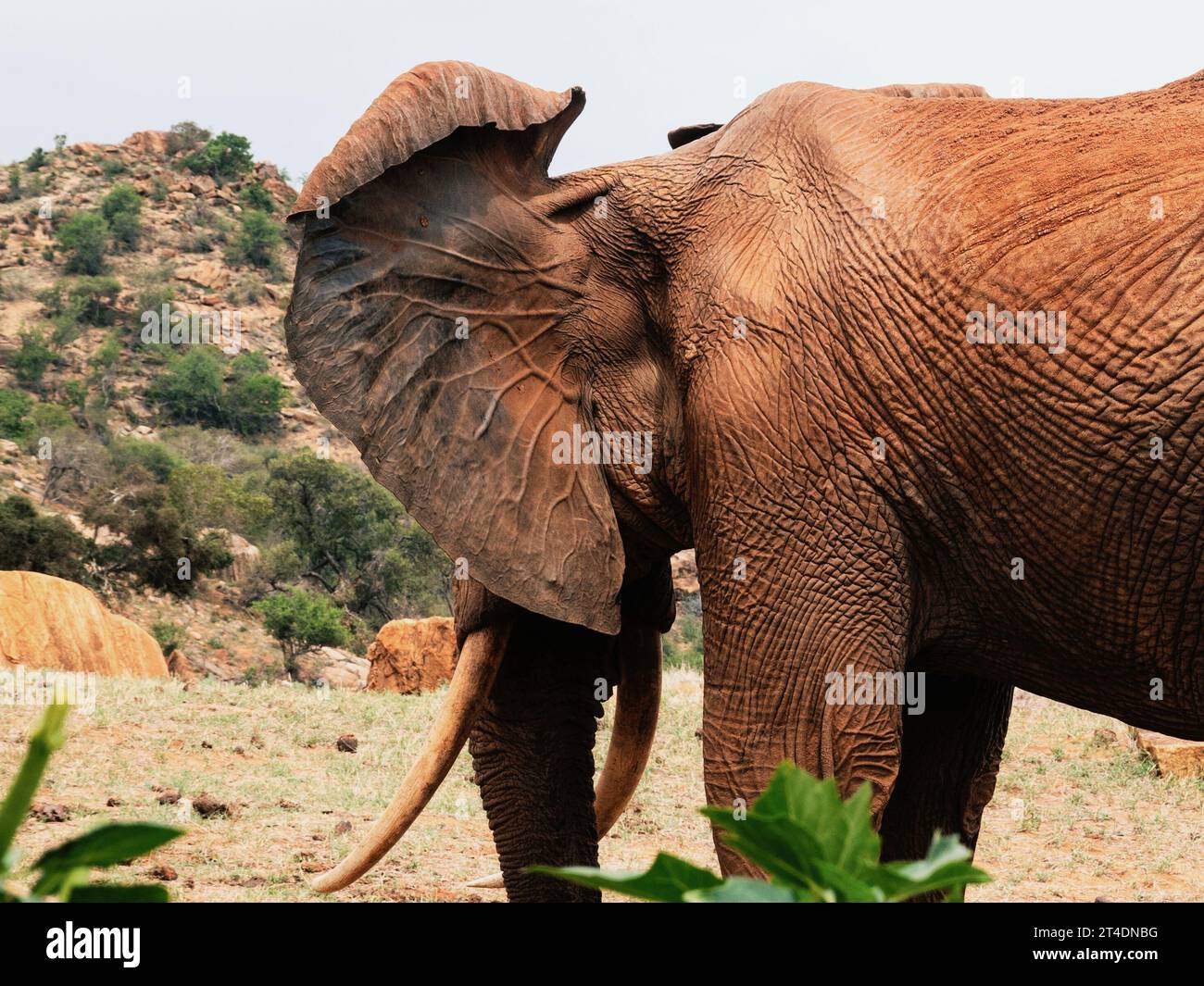 Close up of backside of African elephant ear latticed with blood ...