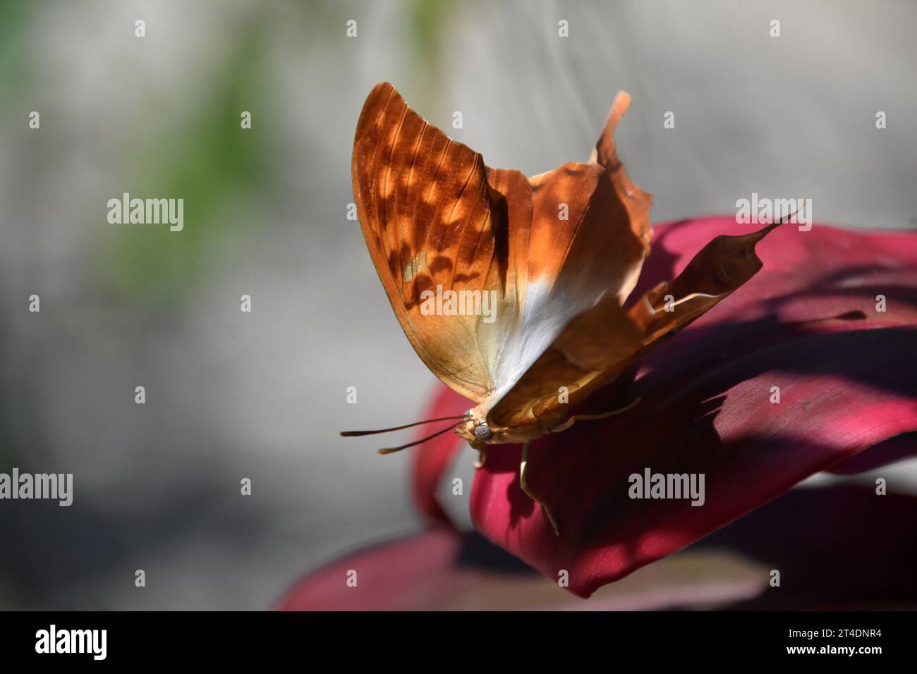 Beautiful orange flame butterfly in a garden with a red foliage Stock ...