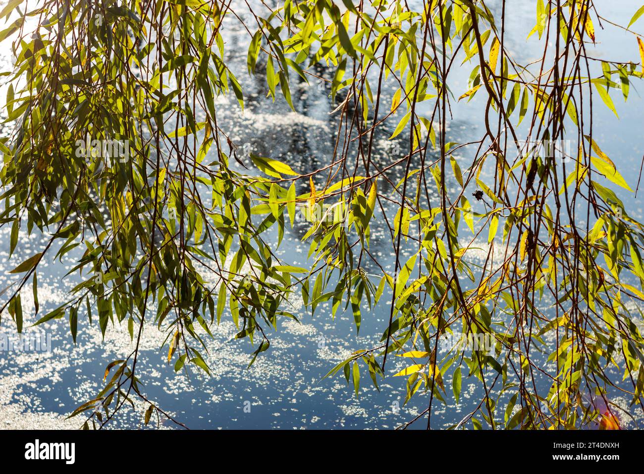 Willow branches with foliage hanging over river water, natural natural ...