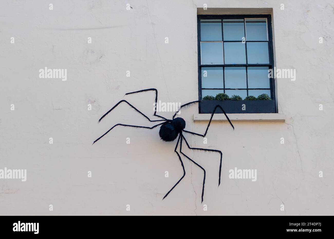 Windsor, Berkshire, UK. 30th October 2023. Giant spiders on the wall of ...