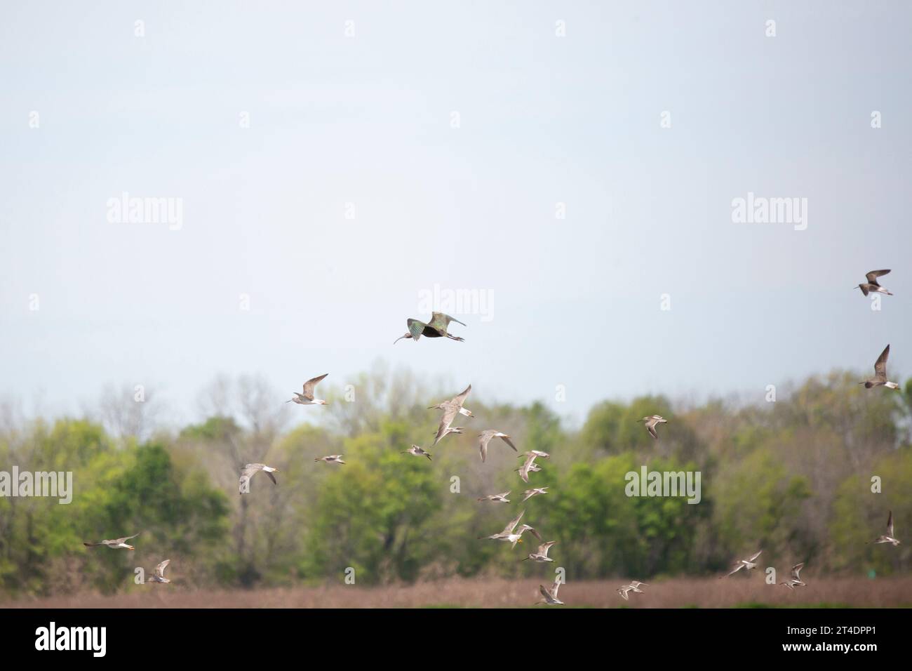 One white-faced ibis (Plegadis chihi) flying with a flock of long ...
