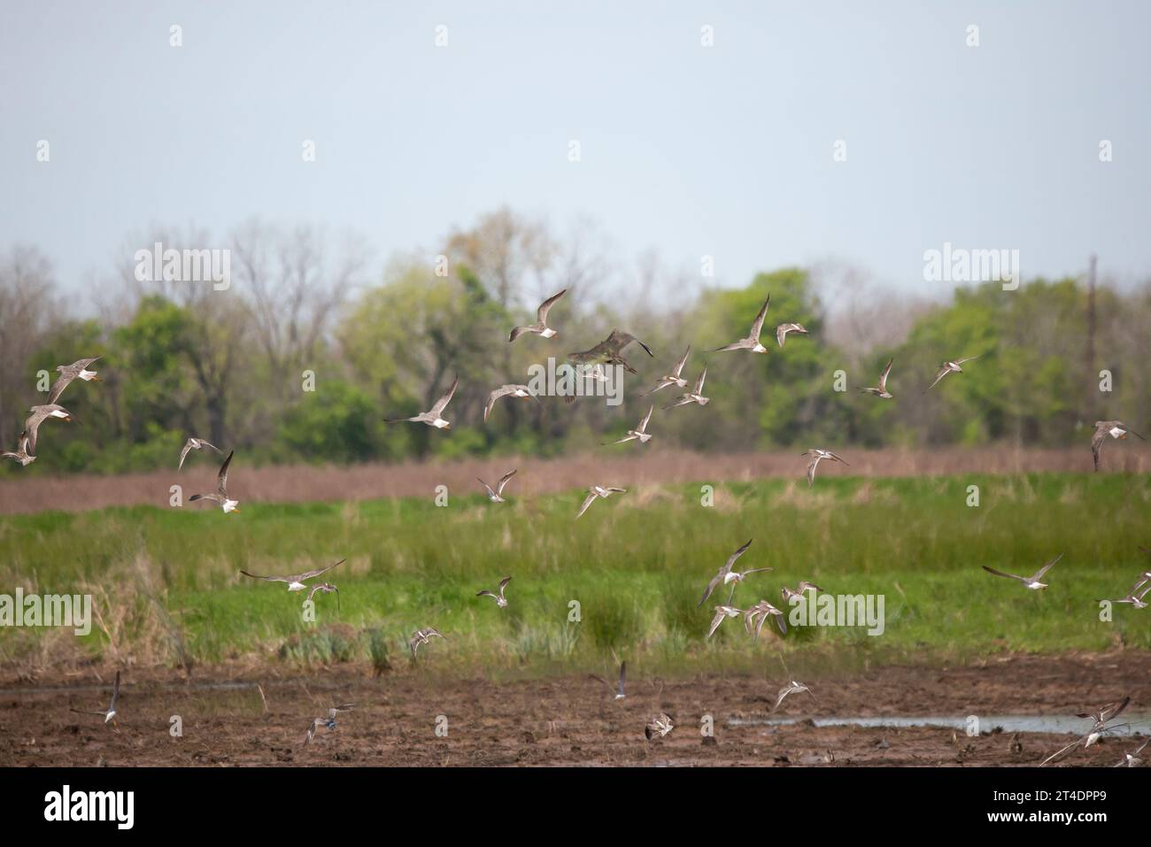 Greater yellowlegs (Tringa melanoleuca), long-billed dowitchers ...