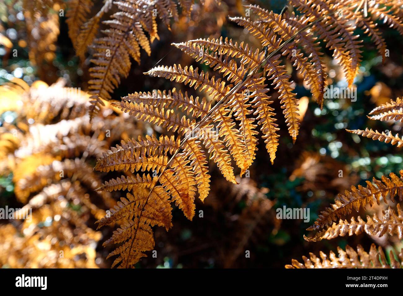 common fern in autumn colours, norfolk, england Stock Photo - Alamy