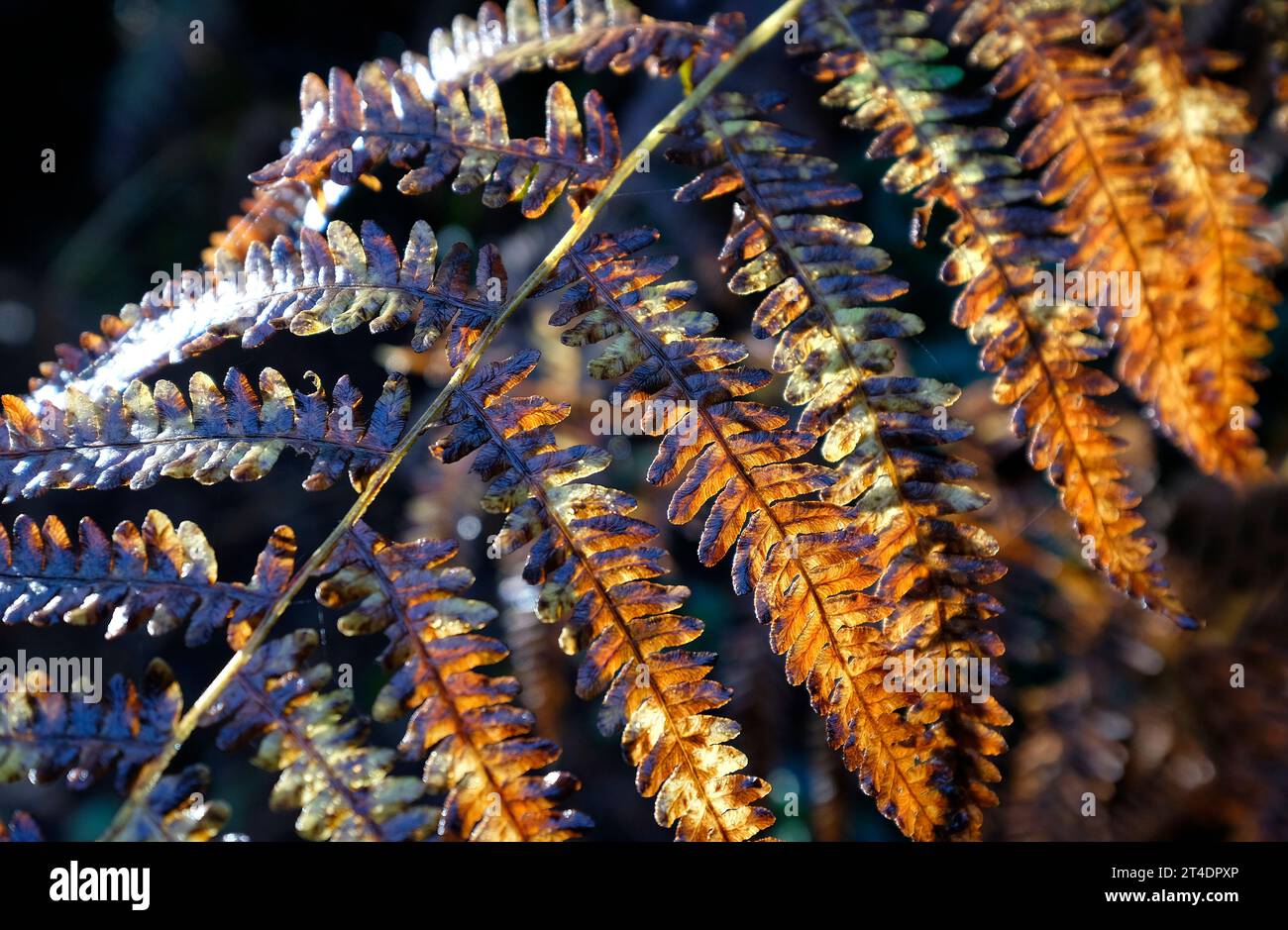 common fern in autumn colours, norfolk, england Stock Photo - Alamy