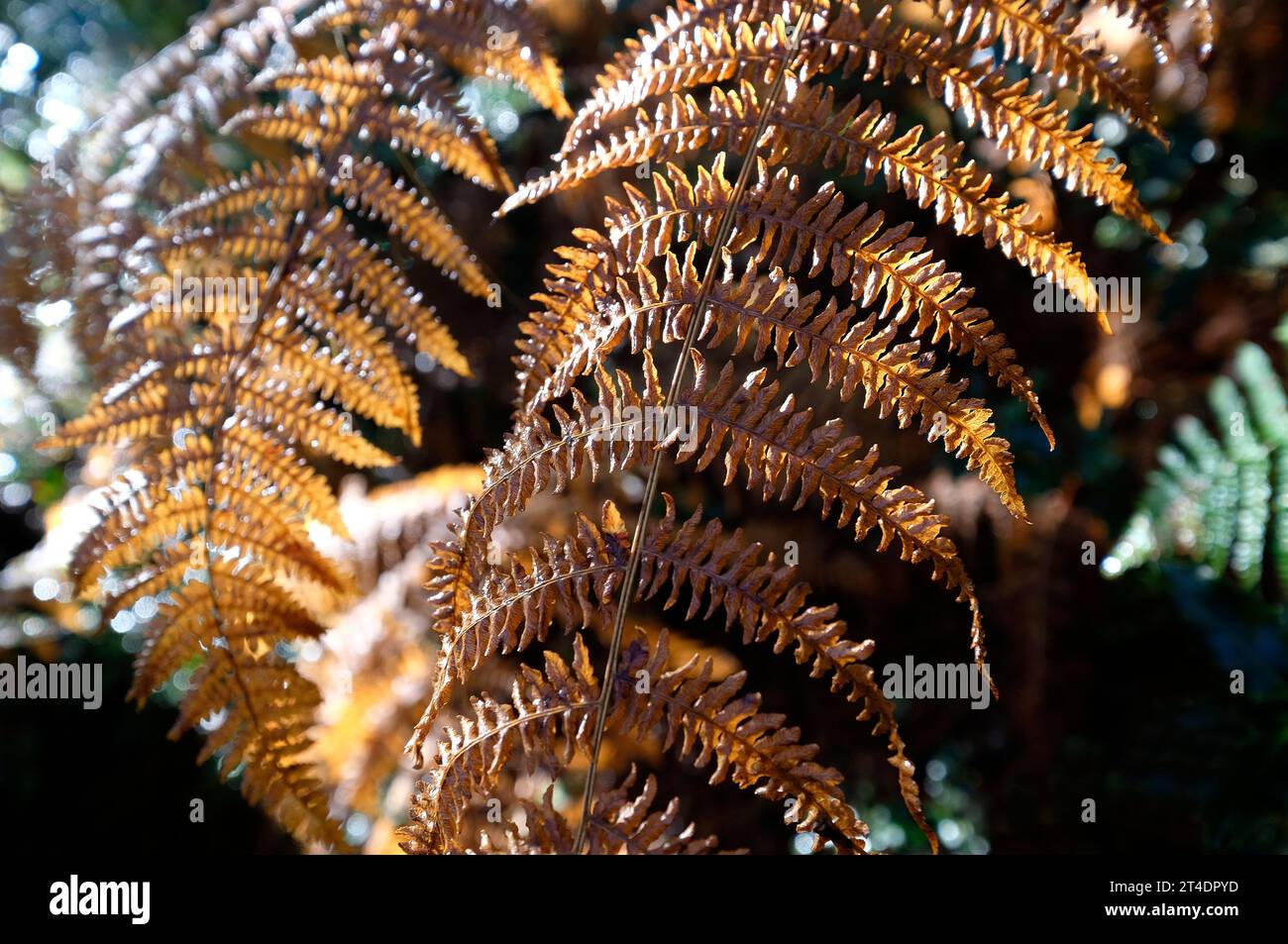 common fern in autumn colours, norfolk, england Stock Photo - Alamy