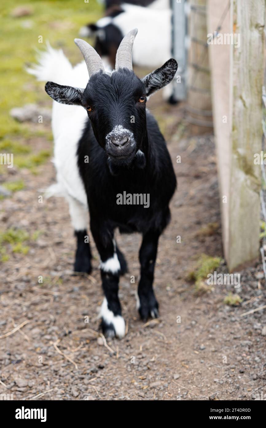 Portrait of a young captive black and white goat that is livestock on a ...