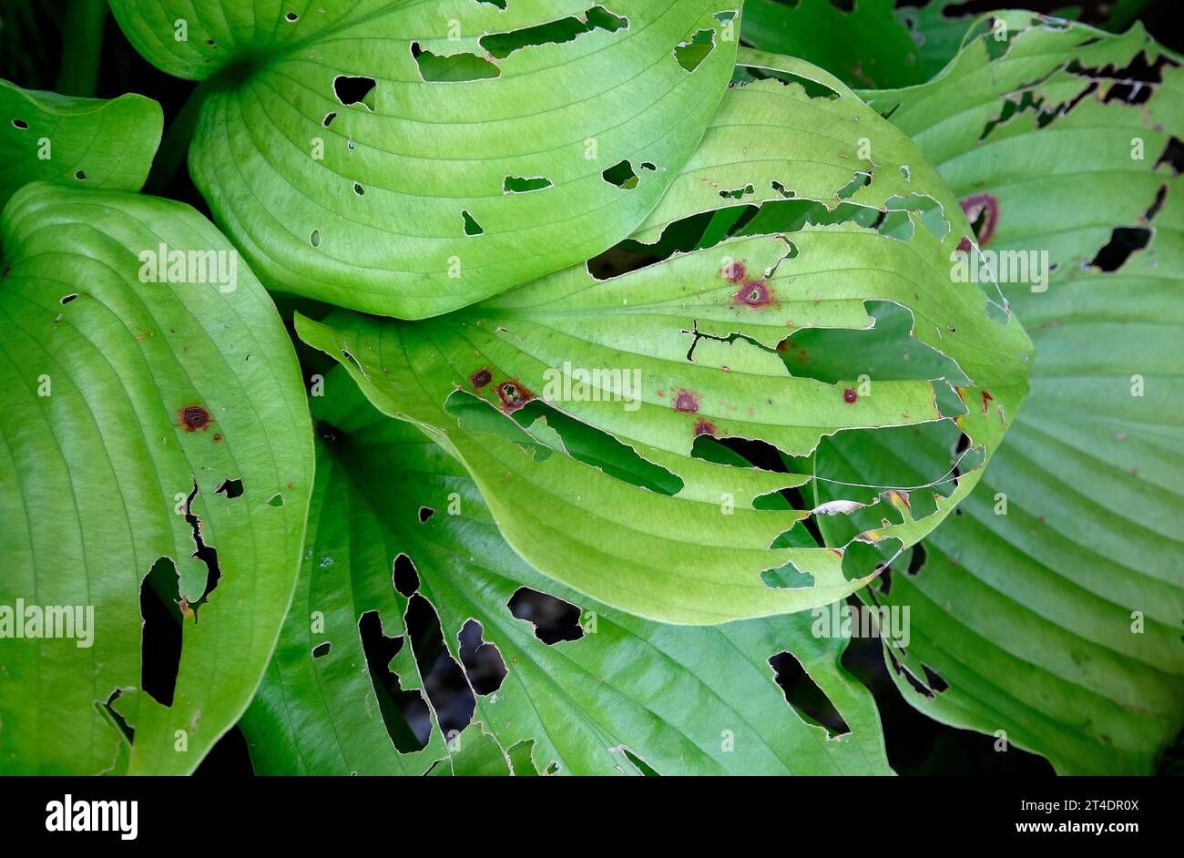 slug eaten hosta plant leaves in an english garden, norfolk, england ...