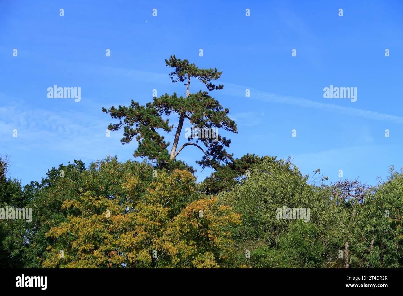 A beautiful pine tree towering over the woodland landscape Stock Photo ...