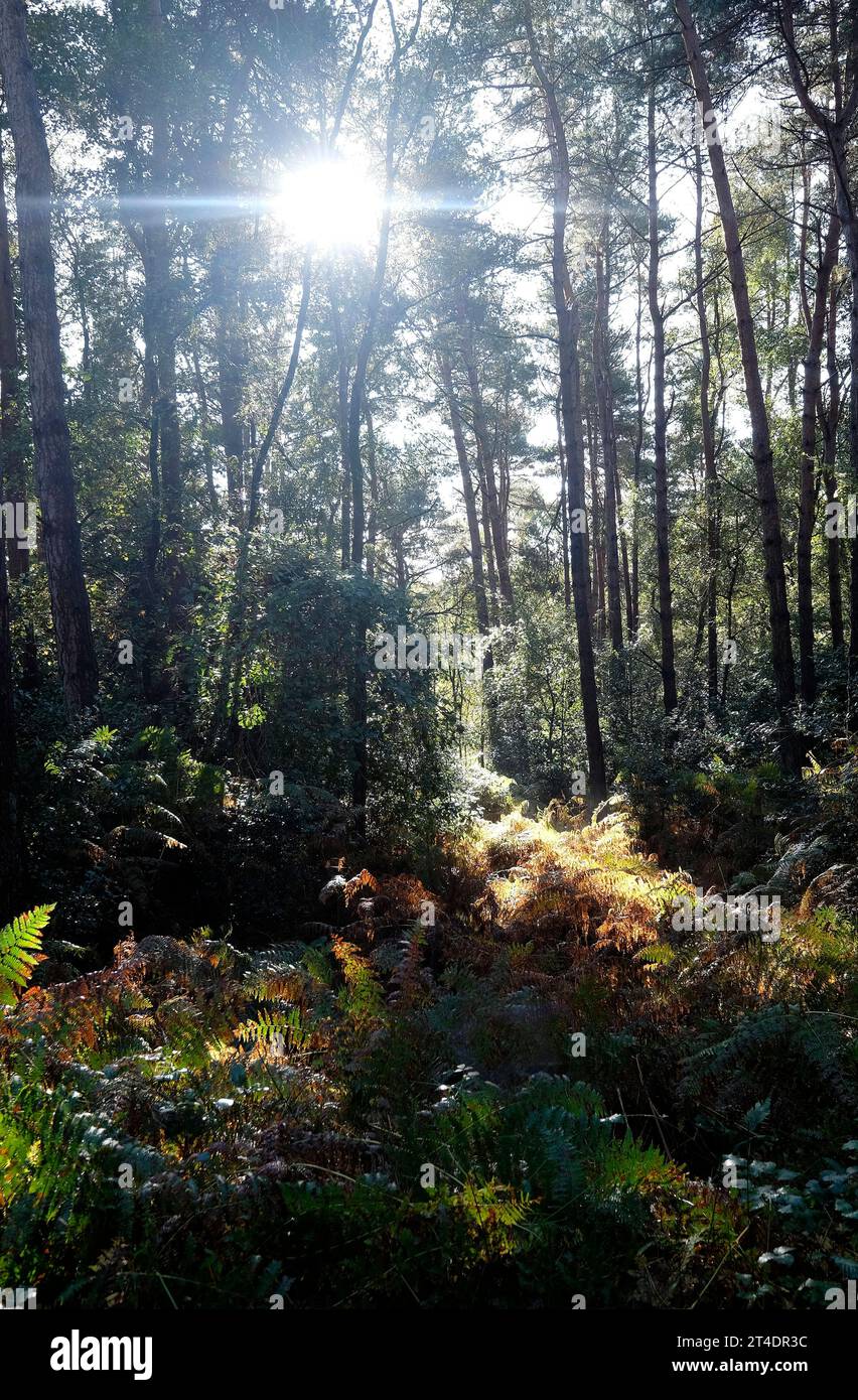 sunburst through trees in woodland setting, norfolk, england Stock ...