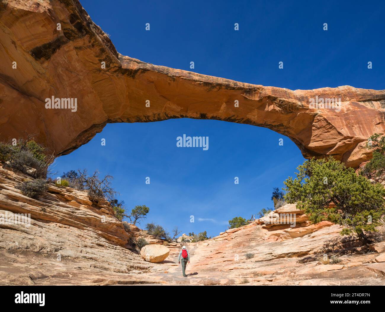 Owachomo Bridge in Natural Bridges National Monument , Utah, USA Stock ...