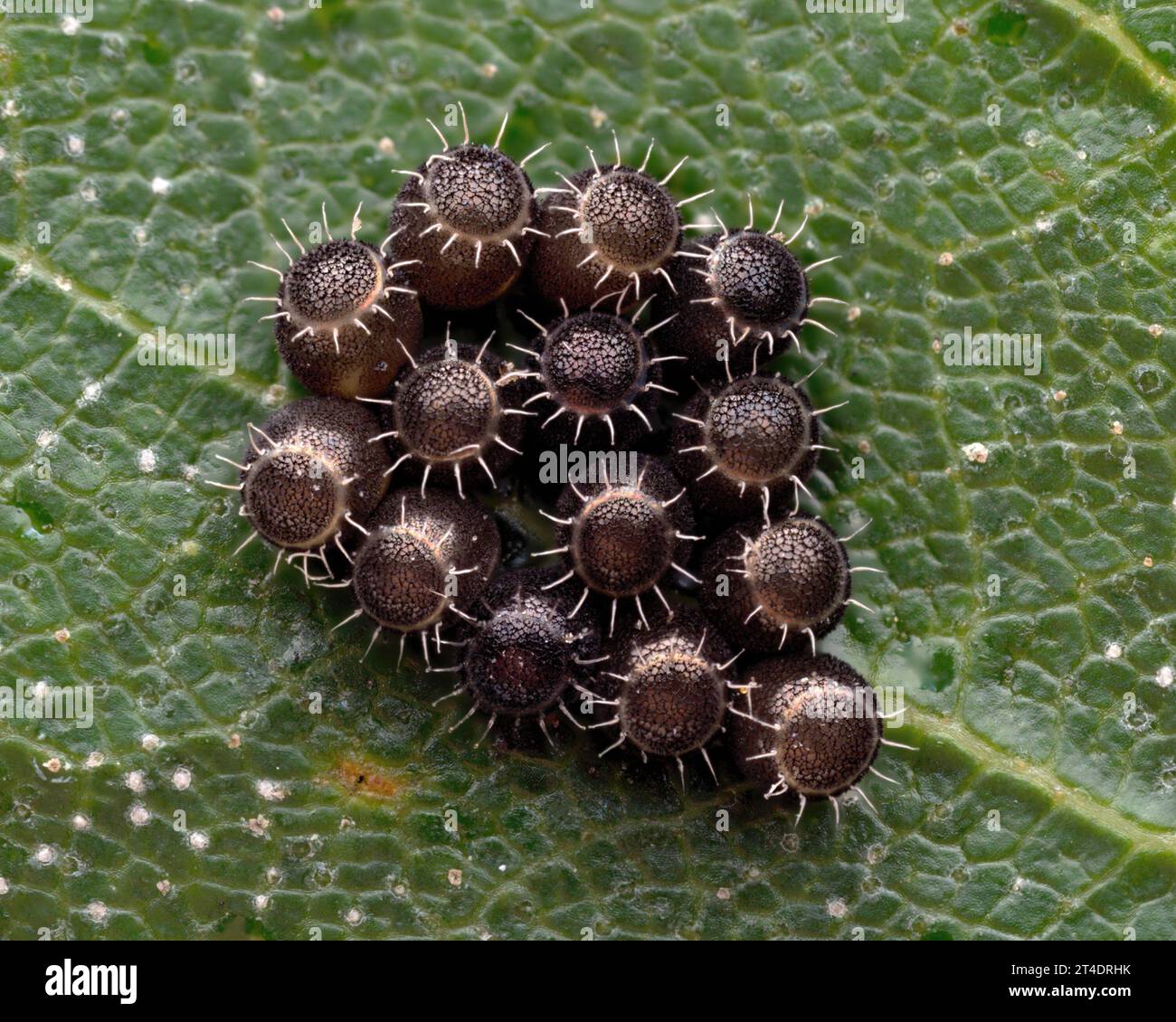 Group of Bronze Shieldbug eggs (Troilus luridus) on birch leaf ...