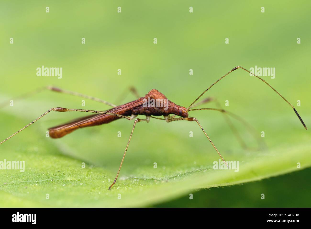 Metatropis rufescens Stilt bug at rest on plant leaf. Tipperary ...