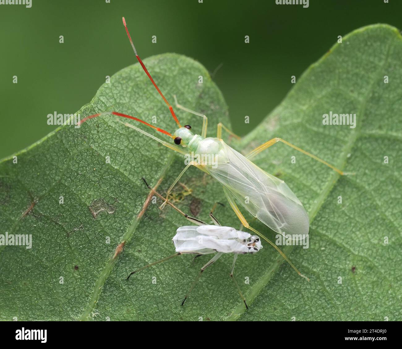 Teneral Cyllecoris histrionius Mirid Bug with its shed exoskeleton ...