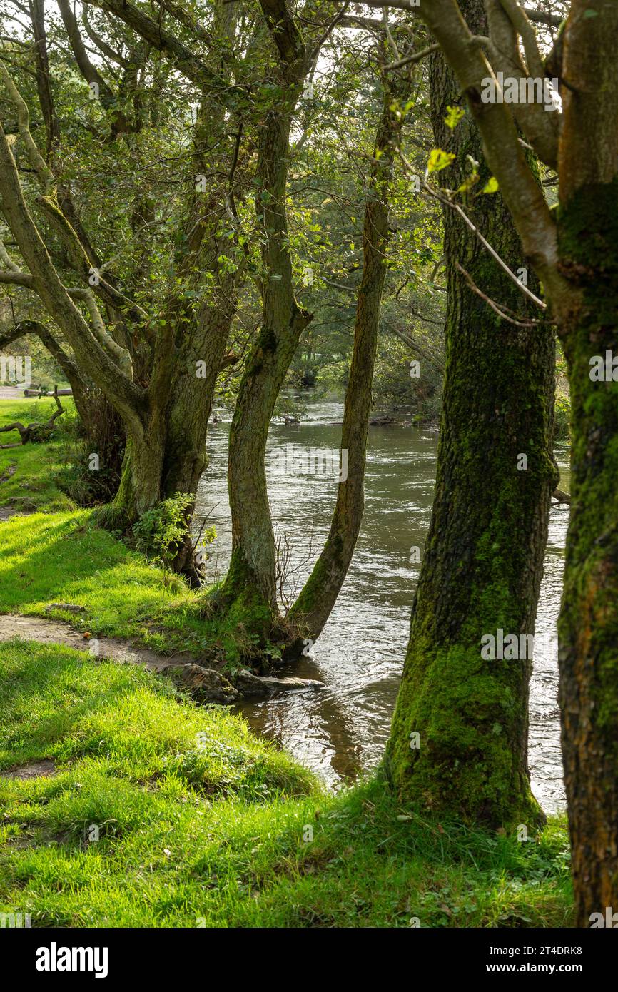 The River Dove in Dovedale valley, Peak District, Derbyshire, England ...