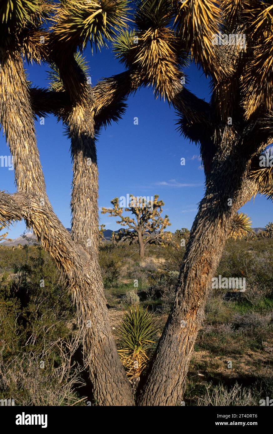 Joshua trees in Shadow Valley, Mojave National Preserve, California ...