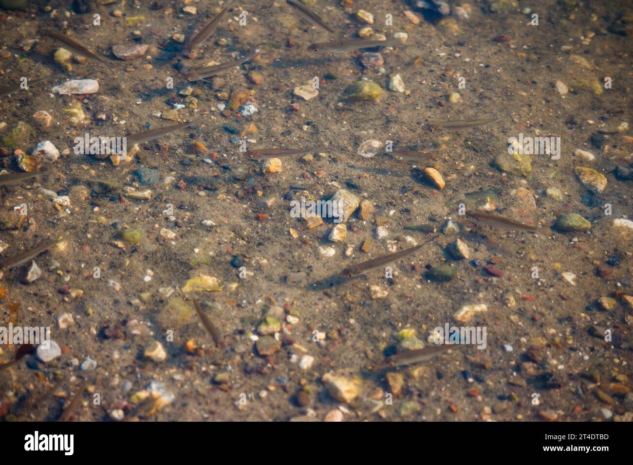 Fish swimming in shallow river water near the shore Stock Photo - Alamy