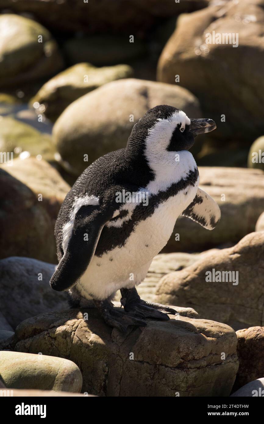 Fluffy penguins hi-res stock photography and images - Alamy
