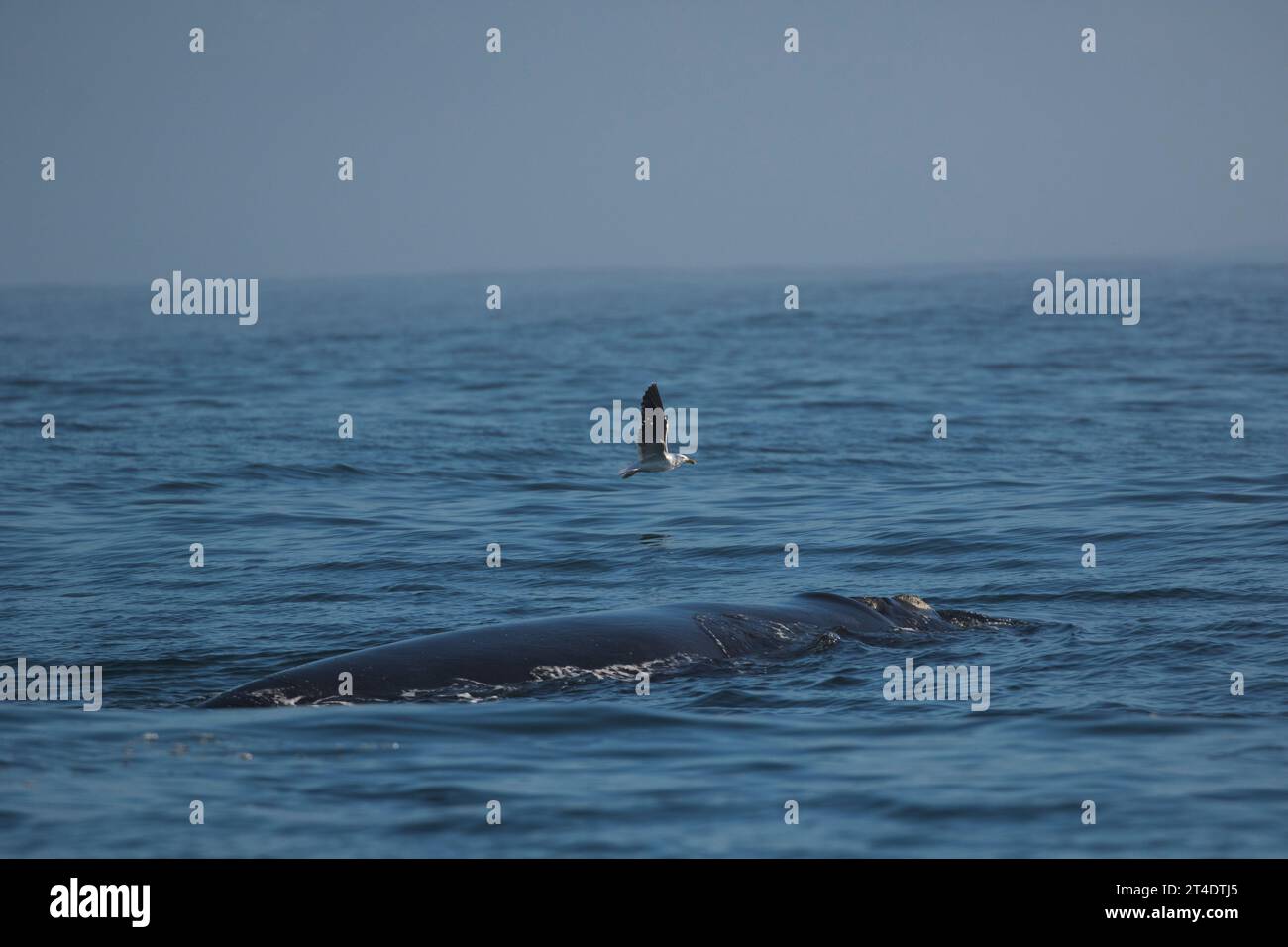 Friendship between species hi-res stock photography and images - Alamy