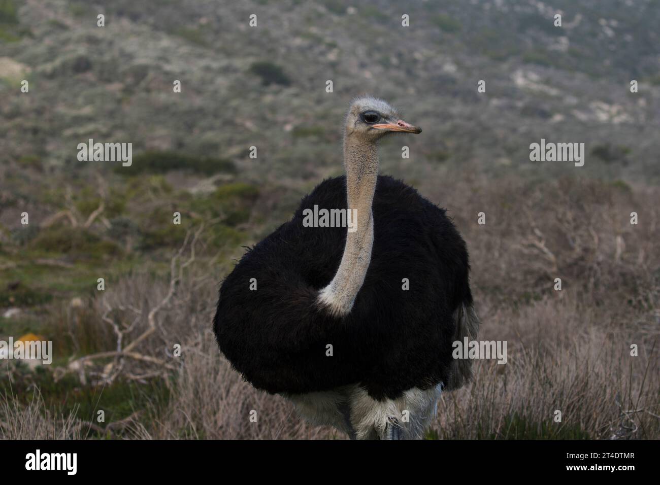 Front close-up view of the stunning ostrich Stock Photo - Alamy