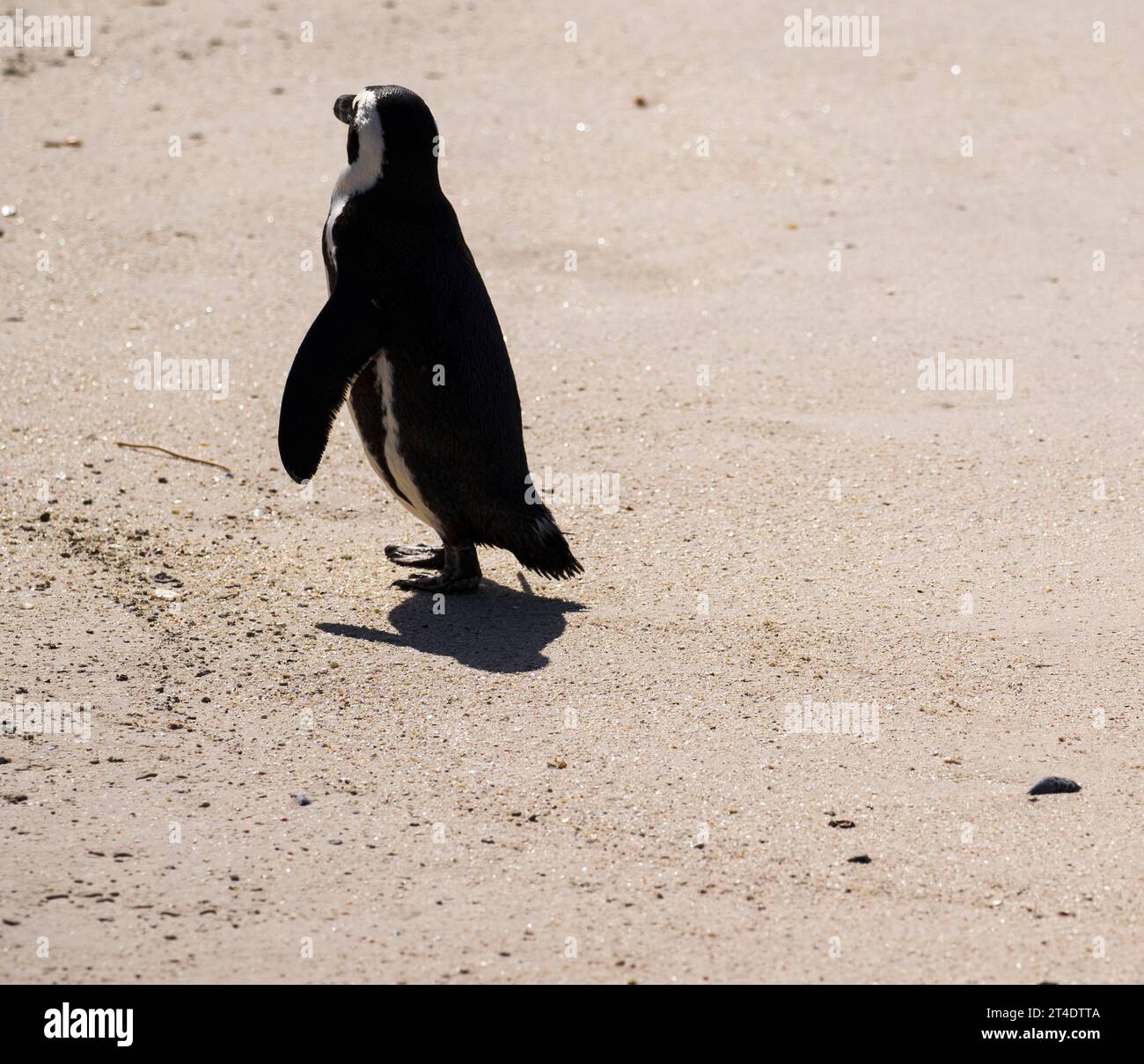 Lonely penguin walking way from his family Stock Photo - Alamy