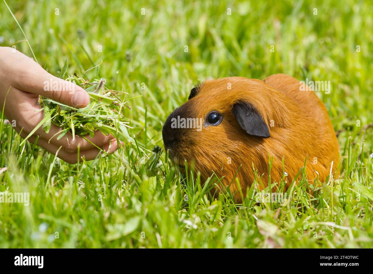 red-haired Guinea pig eats fresh grass from a human hand in the garden ...