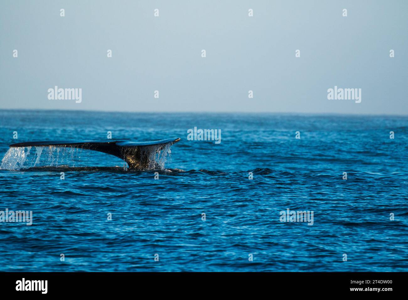Whale during mating season in Atlantic ocean next to Cape of Good Hope ...
