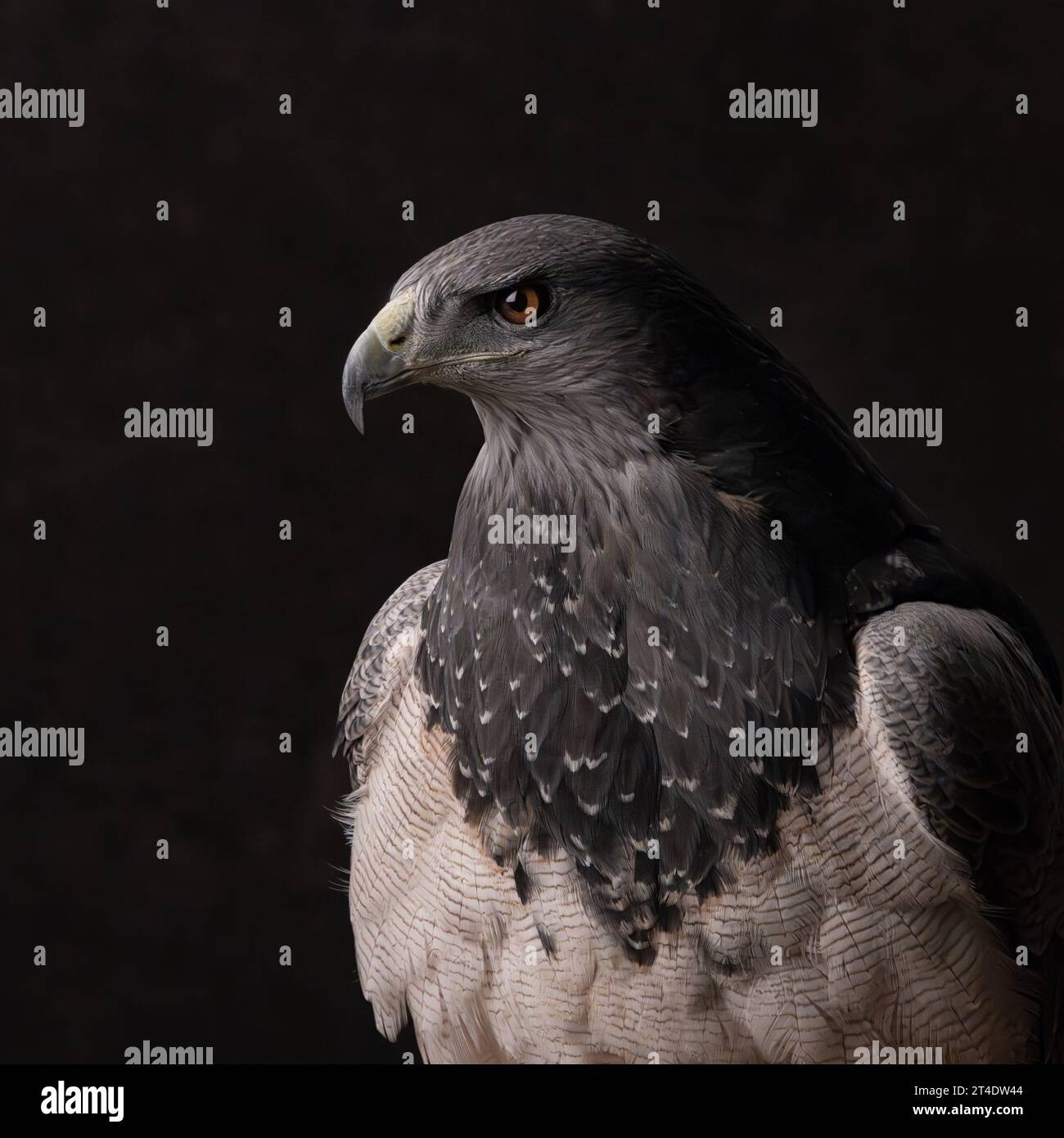 Chilean blue eagle hi-res stock photography and images - Alamy