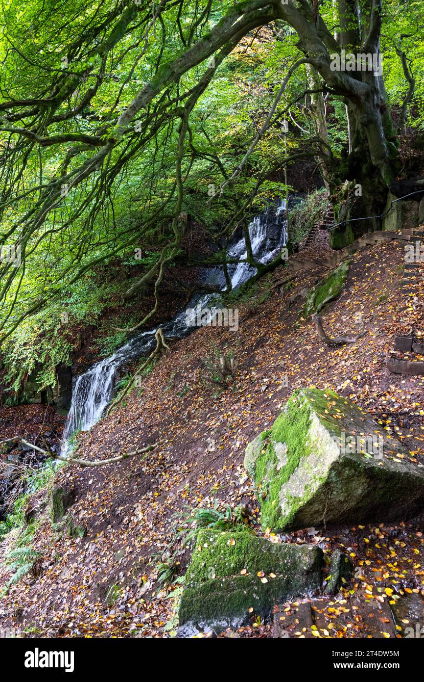 Beech woodlands along the Wye Valley, Monmouthsire Stock Photo - Alamy