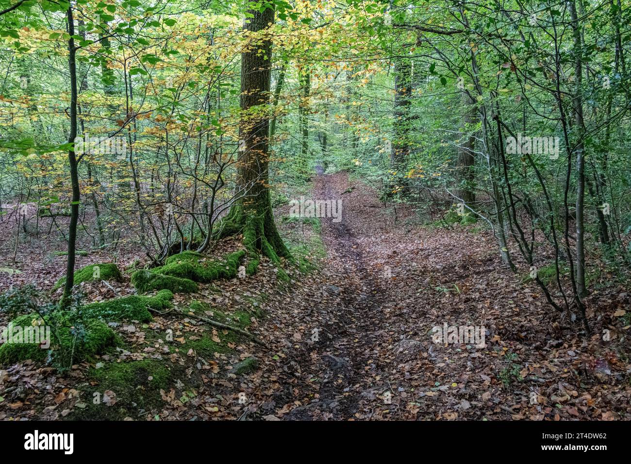 Beech woodlands along the Wye Valley, Monmouthsire Stock Photo - Alamy