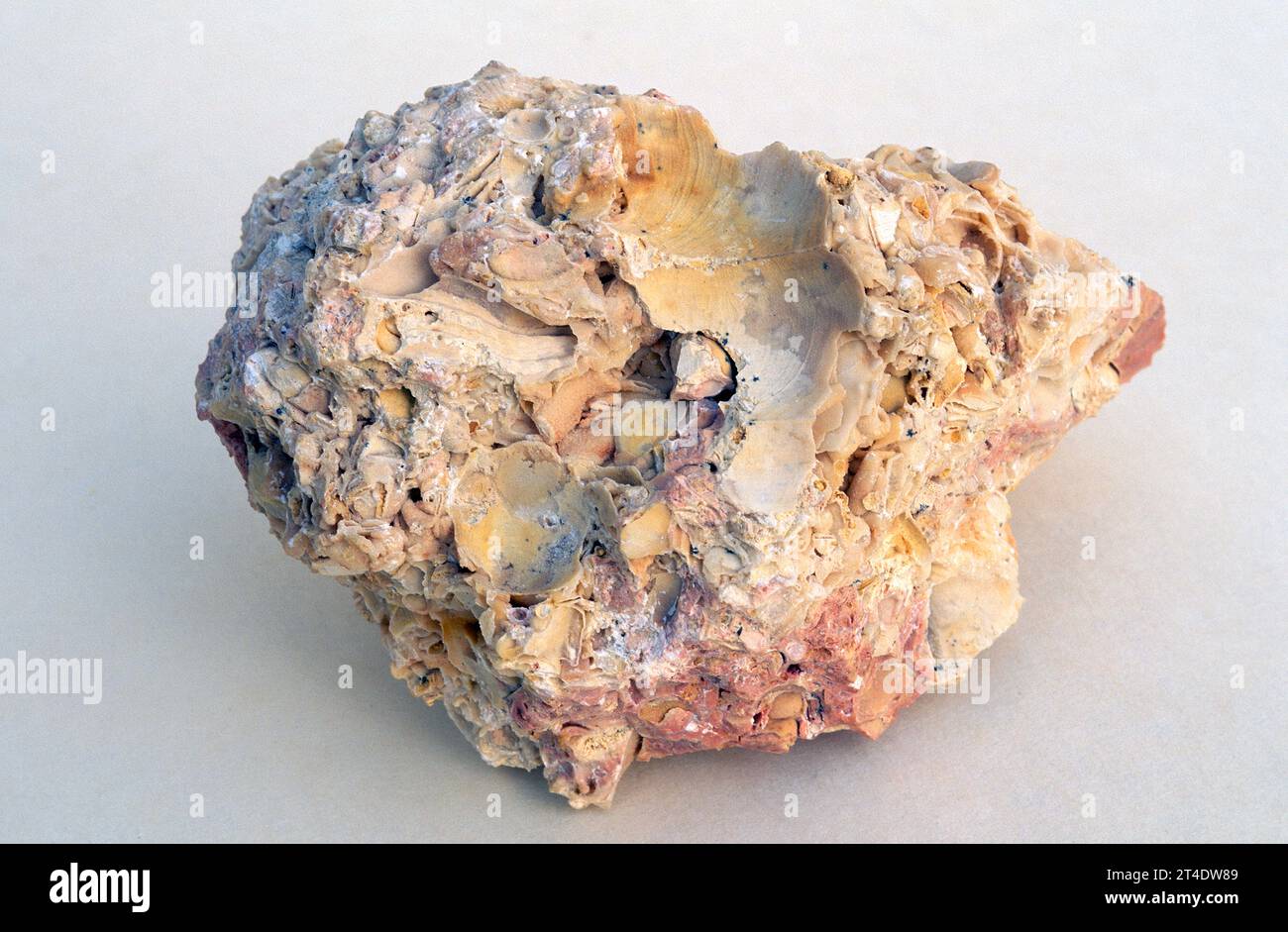 Shelly limestone is a sedimentary rock composed by skeleton remains of ...