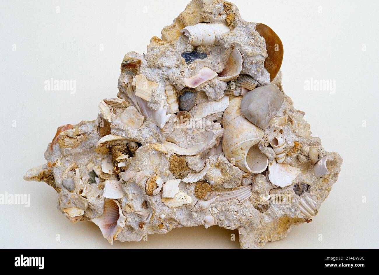 Shelly limestone is a sedimentary rock composed by skeleton remains of ...