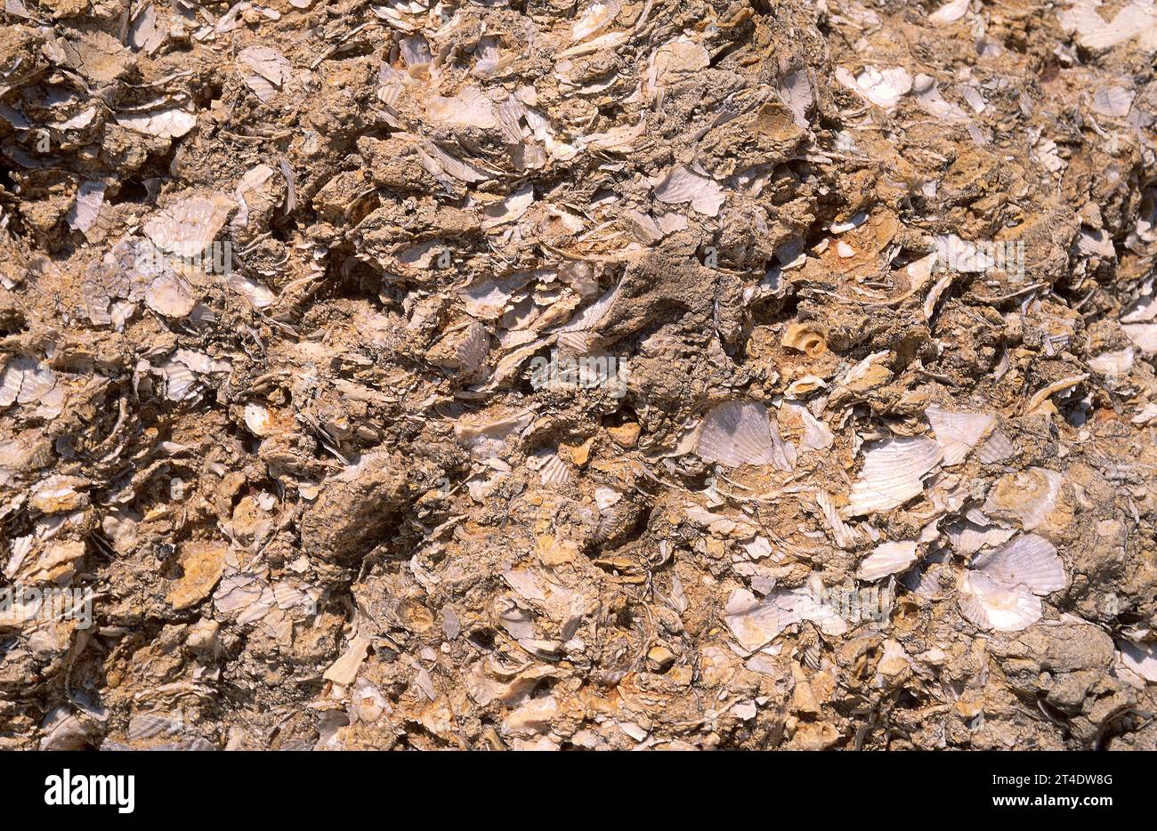 Shelly limestone is a sedimentary rock composed by skeleton remains of ...