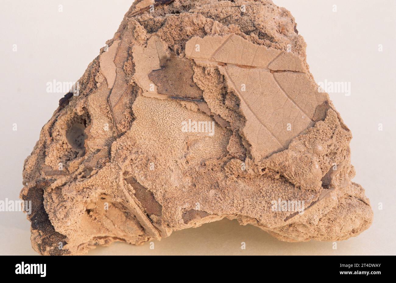 Tufa is a sedimentary rock, variety of porous limestone, formed by ...