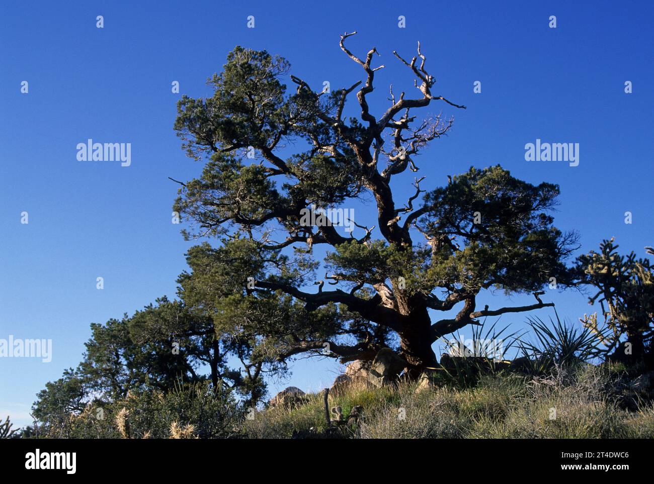 Pinyon pine tree hi-res stock photography and images - Alamy
