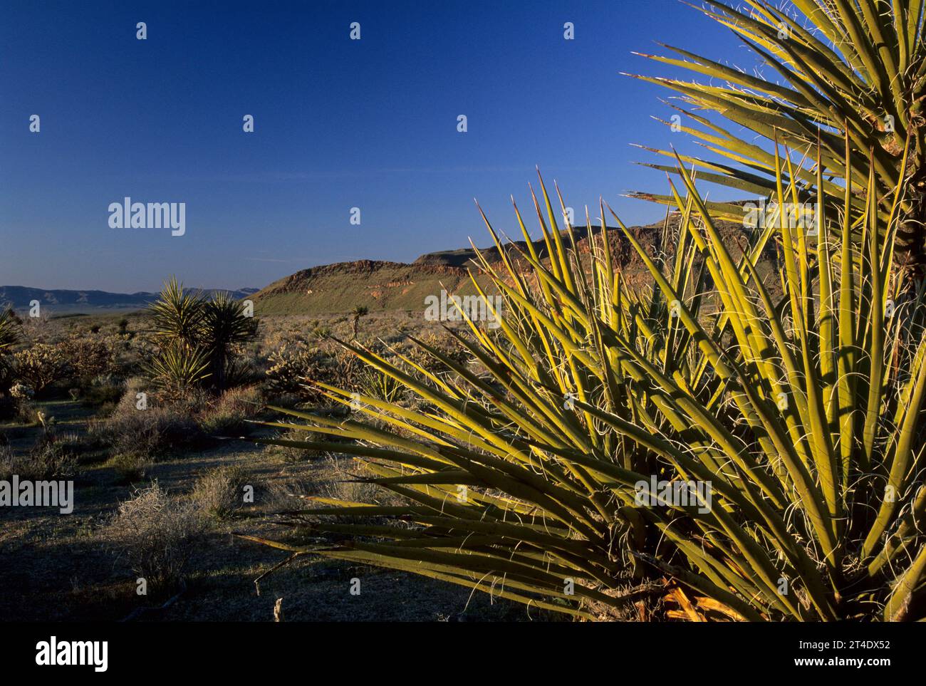 Mojave yucca at Black Wash, Mojave National Preserve, California Stock ...