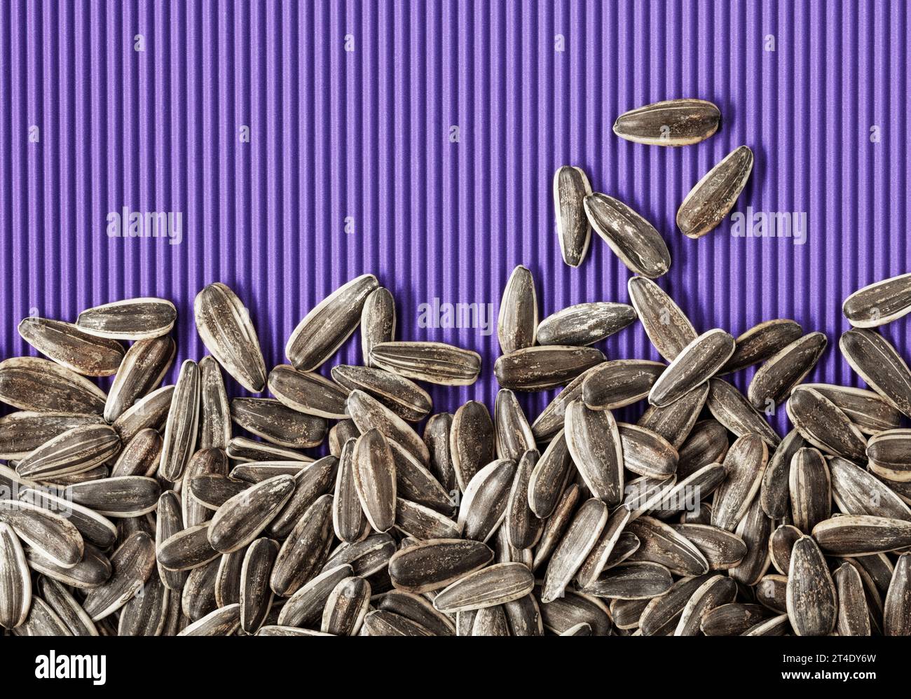 Striped sunflower seeds in shells spread on corrugated purple ...