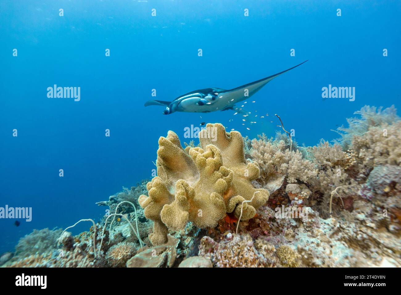 Manta ray, Cephalopterus manta, glides over coral reef cleaning station ...