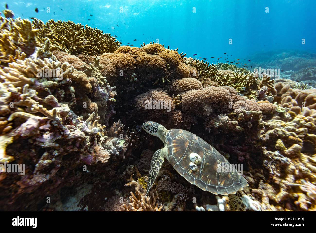 Green sea turtle, Chelonia mydas, with 2 large barnacles on it's shell ...