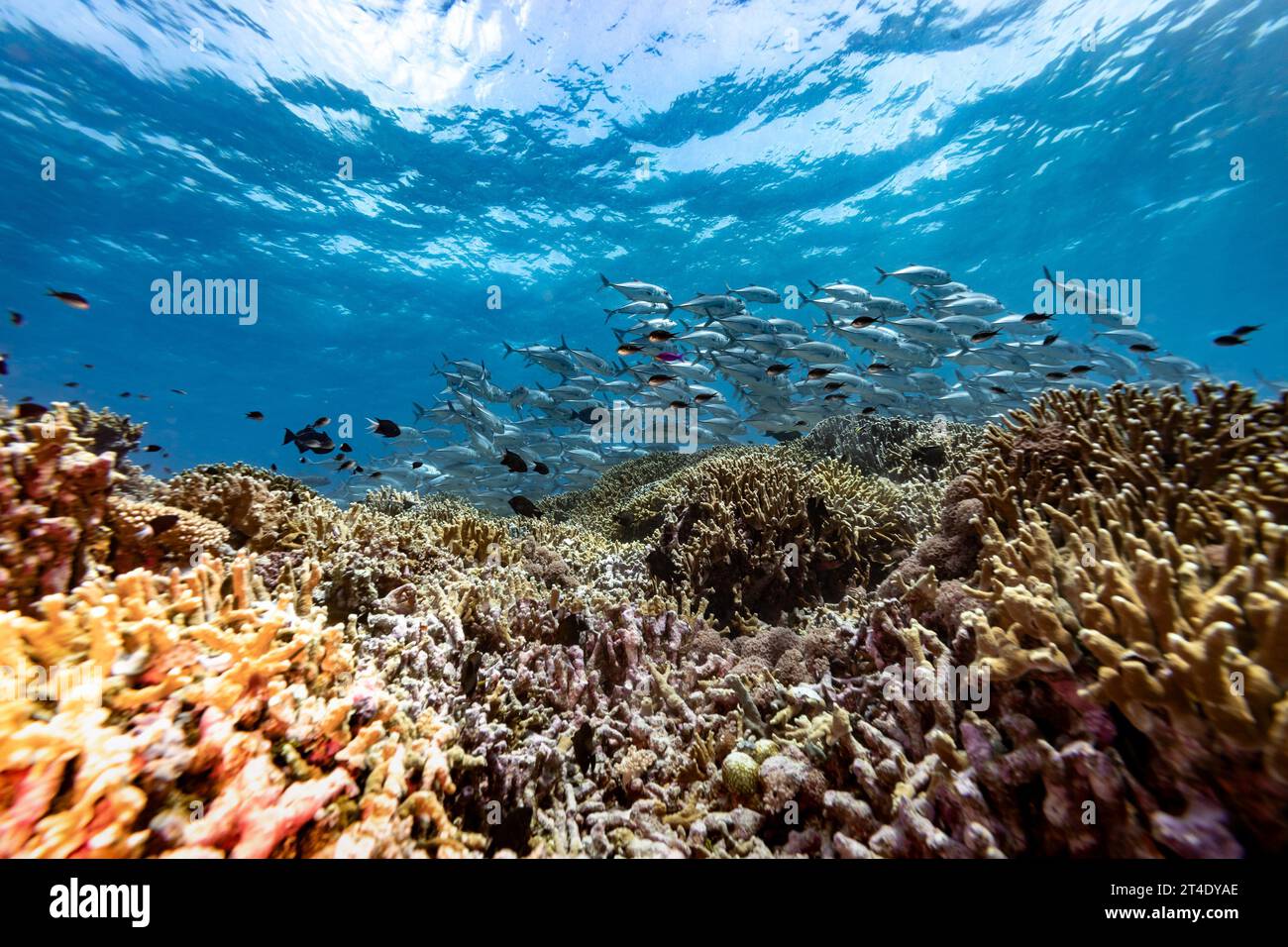 School of silver jack fish swim acoss top of colorful coral reef in ...
