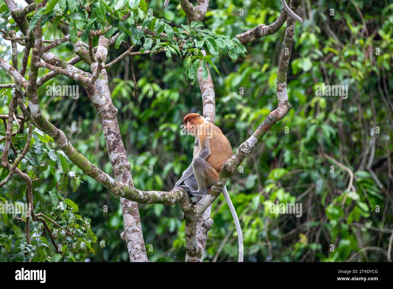 Female proboscis monkey, Nasalis larvatus, sits in a tree in Borneo ...