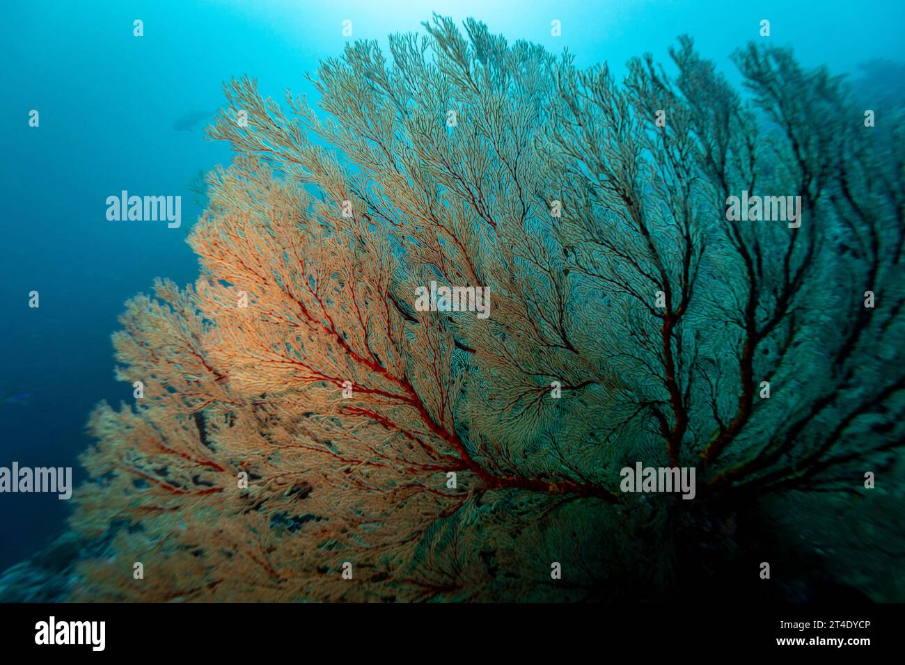 Giant colorful gorgonian sea fan corals spreads wide and feeds on ...