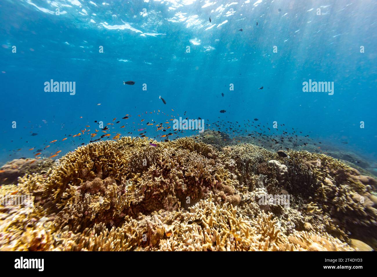 School of colorful tropical fish including anthias and juvenile ...