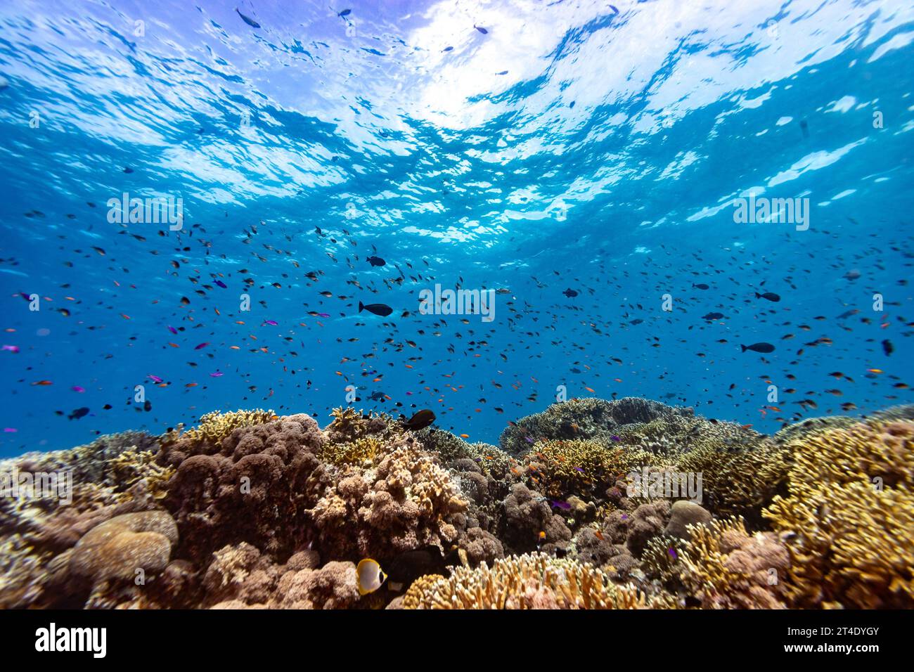 School of colorful tropical fish including anthias and juvenile ...