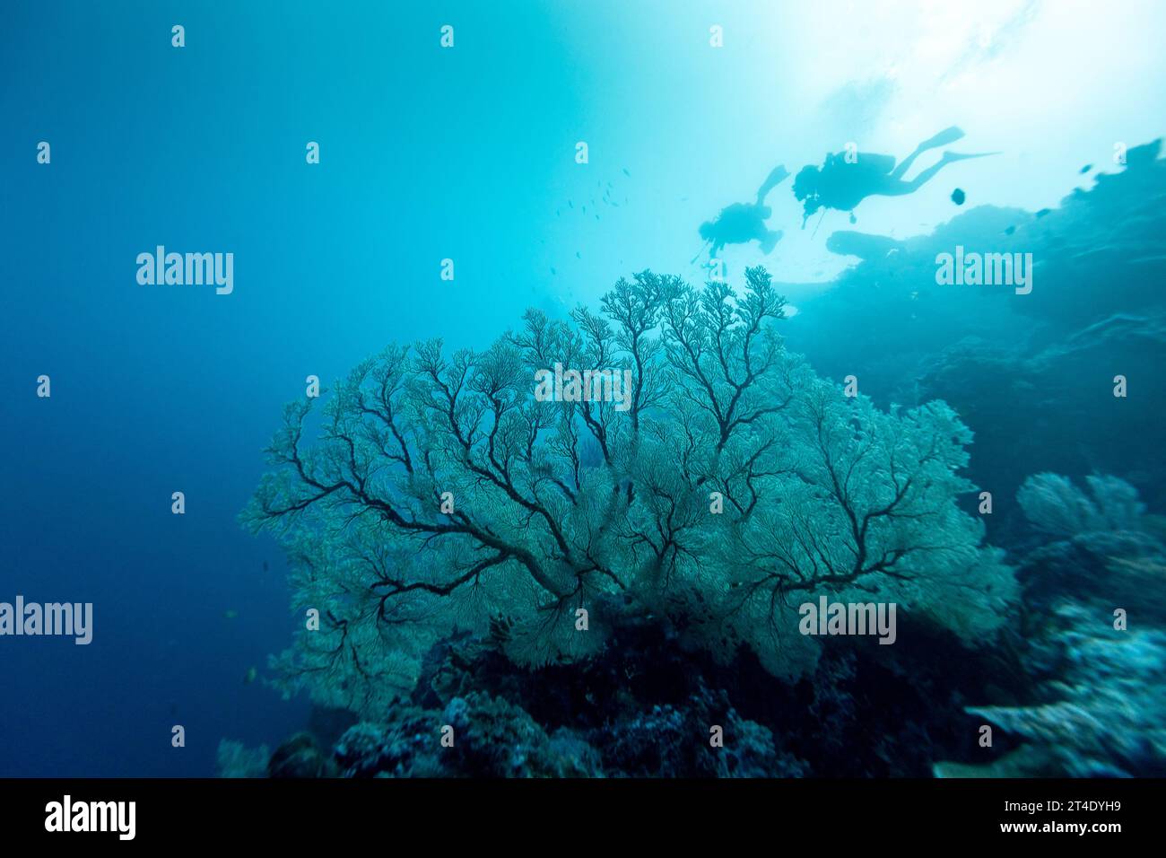 Giant colorful gorgonian sea fan corals spreads wide and feeds on ...