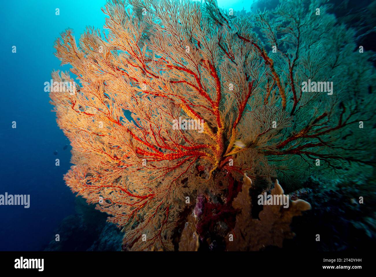 Giant colorful gorgonian sea fan corals spreads wide and feeds on ...