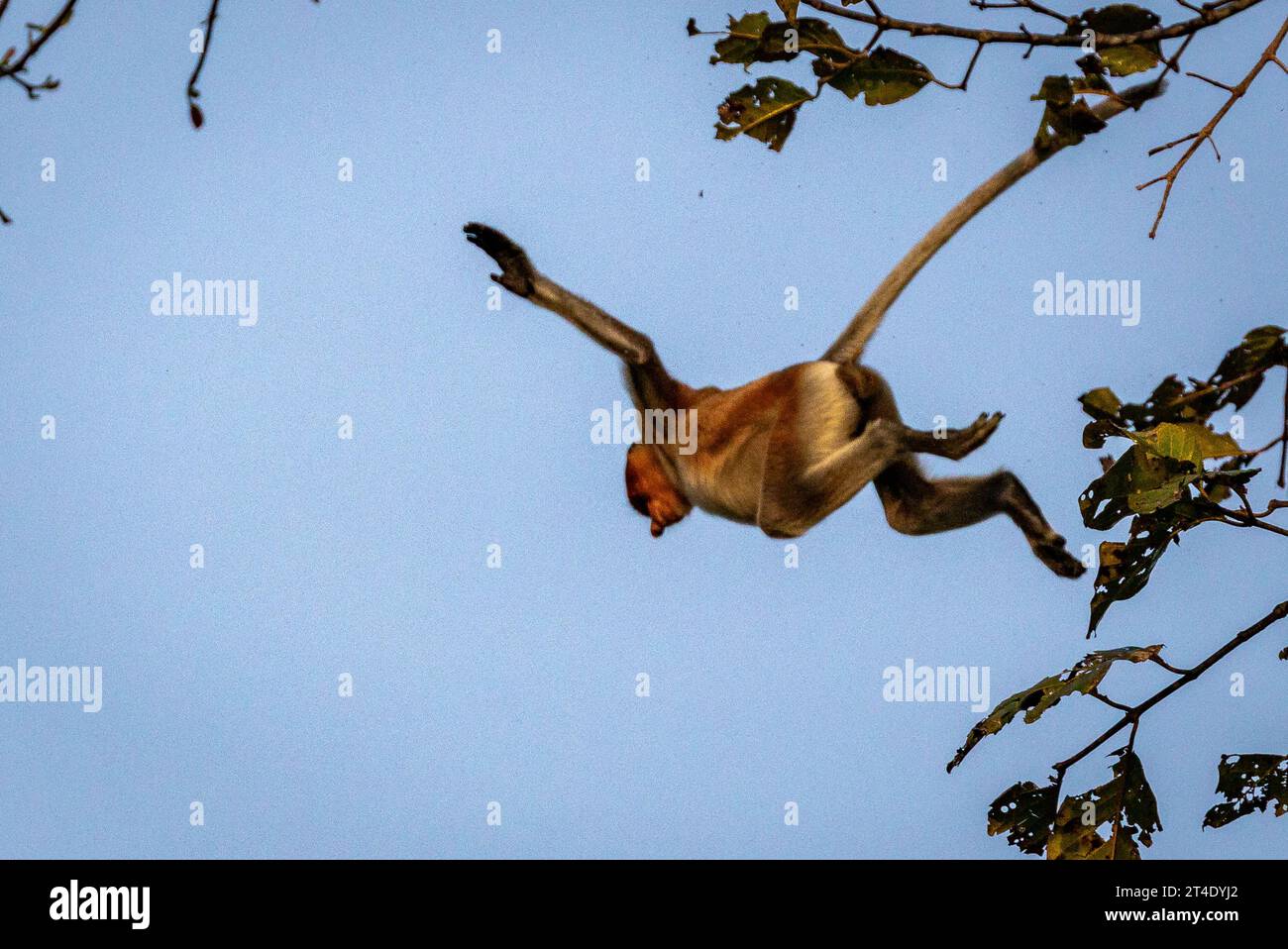 Wild proboscis monkey, Nasalis larvatus, jumping from tree to tree in ...