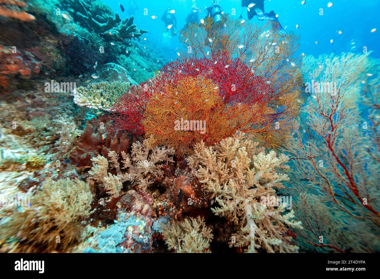 Giant colorful gorgonian sea fan corals spreads wide and feeds on ...
